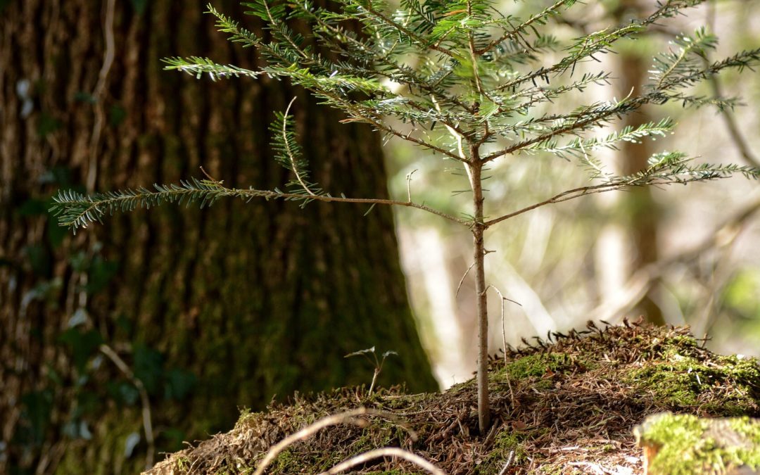 The Incredible Shrinking Poem - Diminishing Verse at YeahWrite